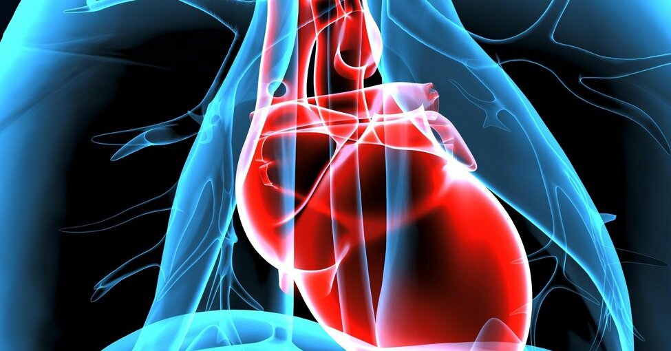 Regenerative heart valves and blood vessels a step closer